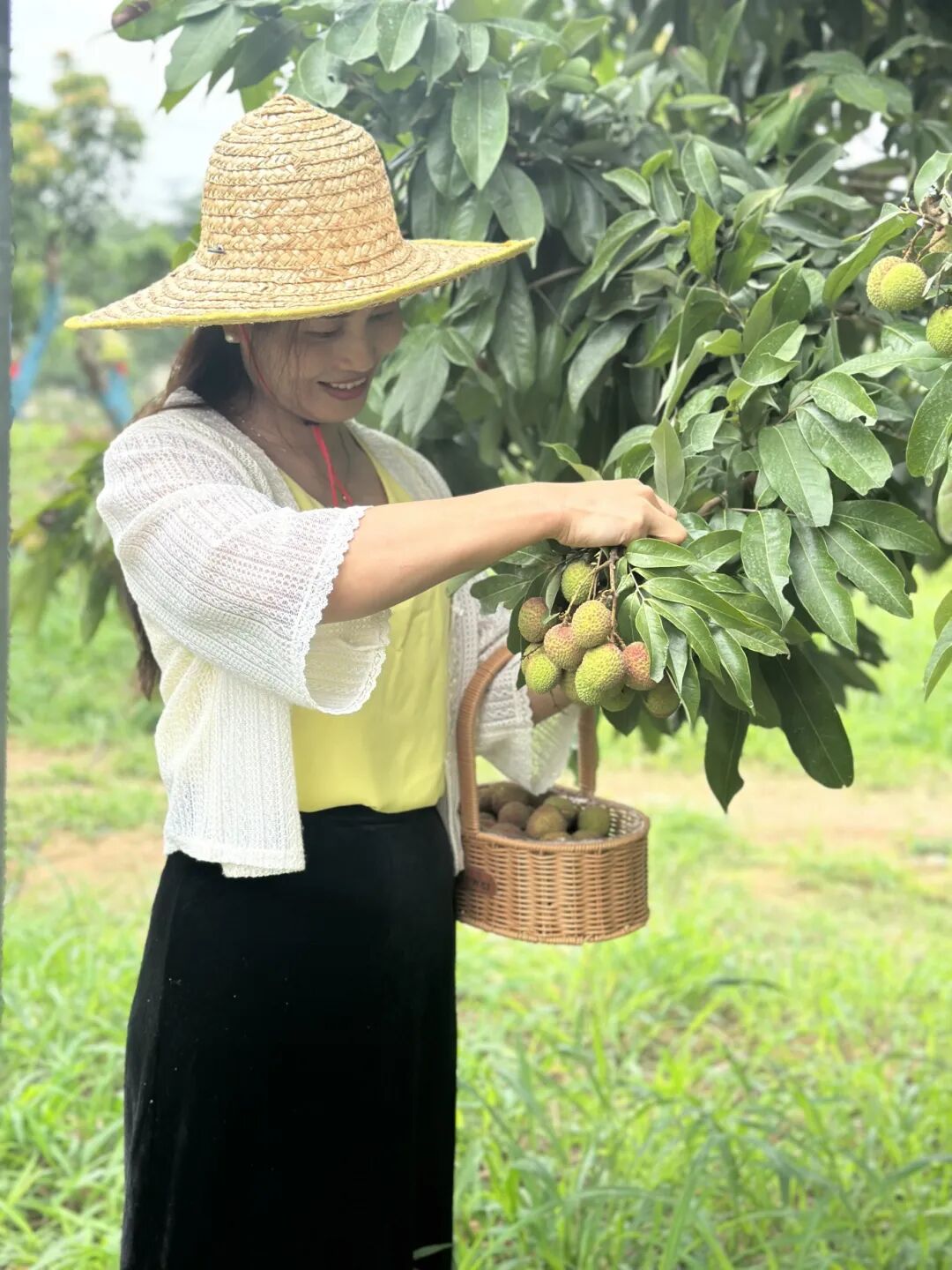 抢鲜上市！东莞荔枝最新行情→